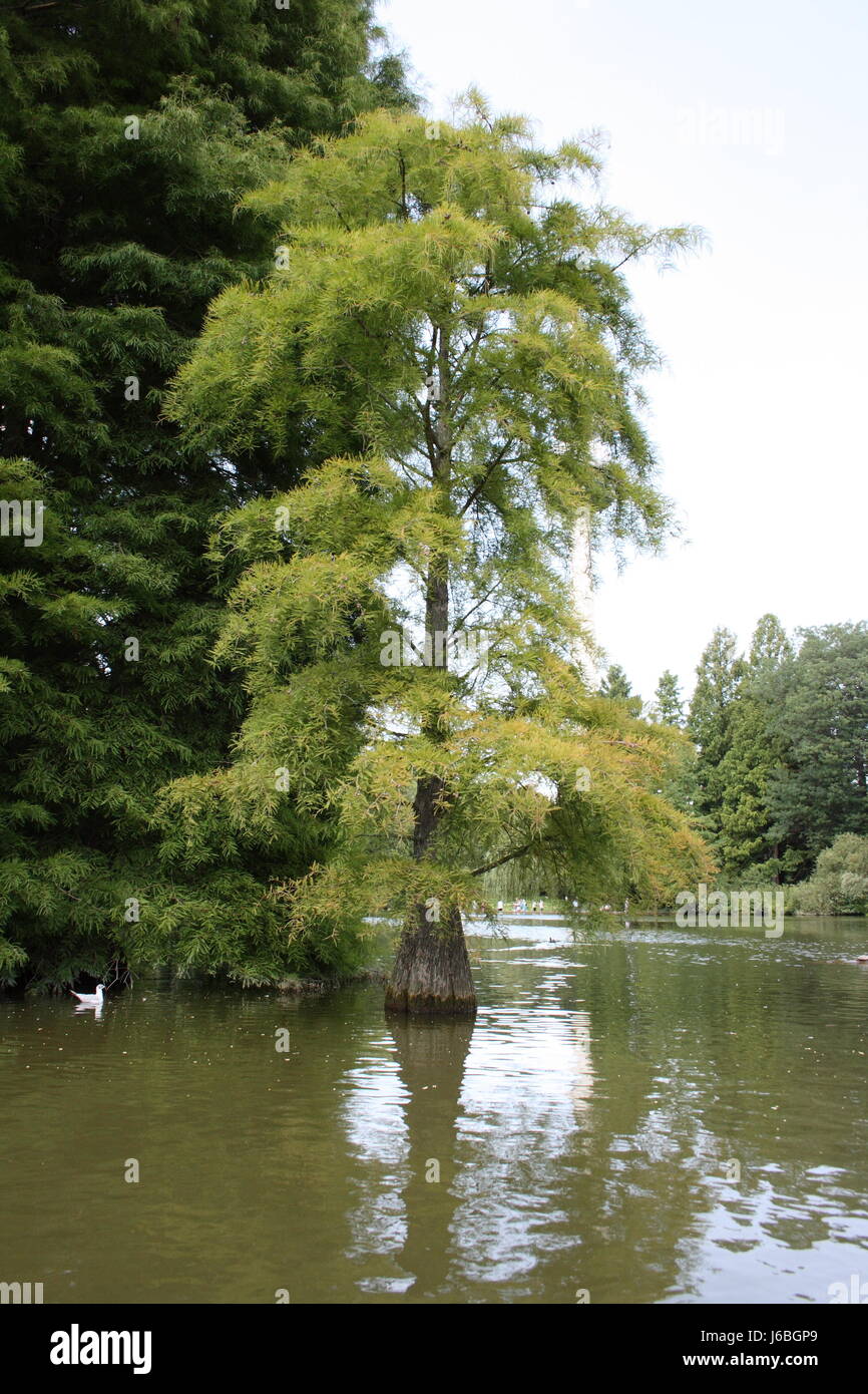 tree in water Stock Photo - Alamy