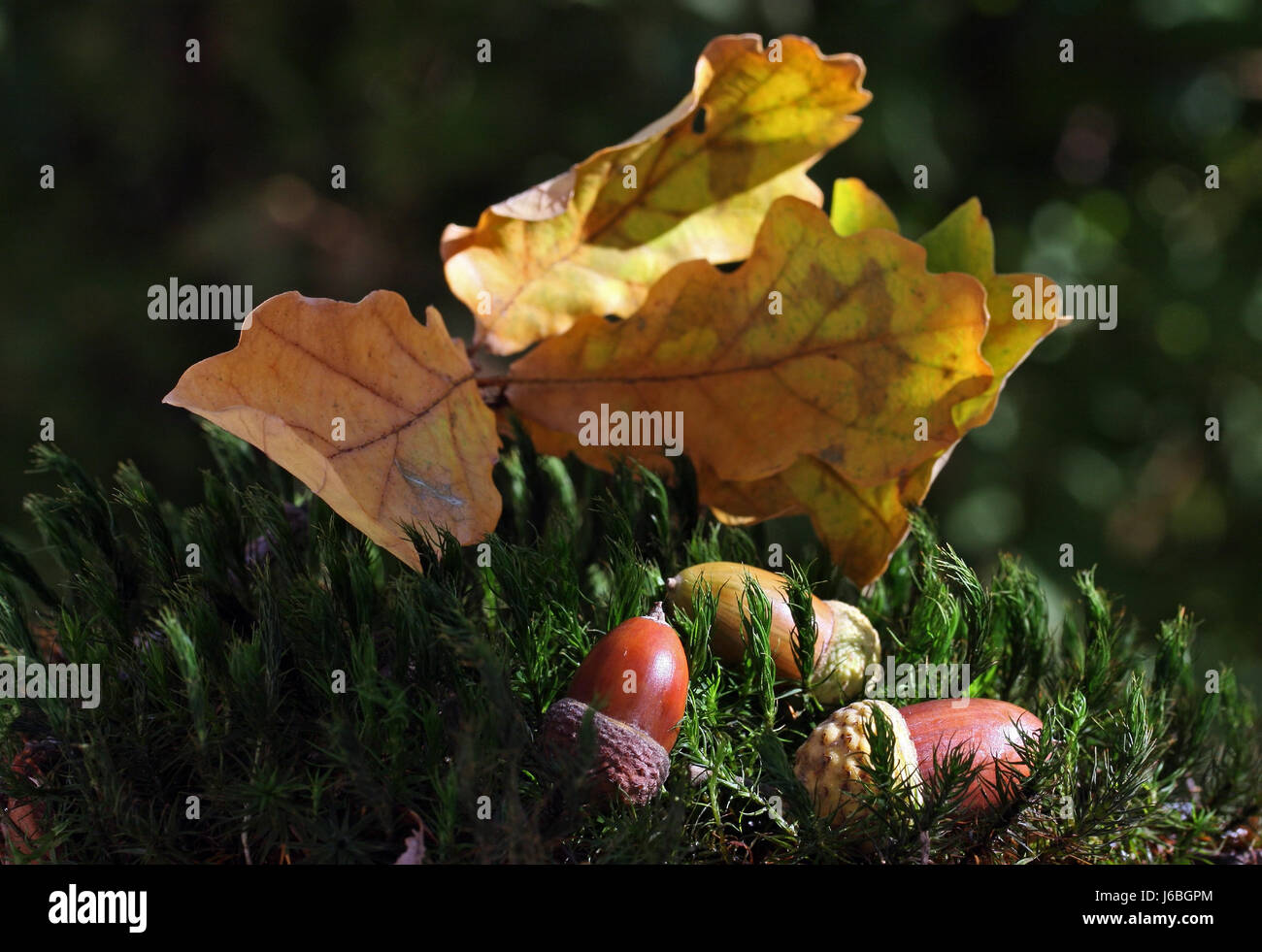 Eichenwald High Resolution Stock Photography and Images - Alamy