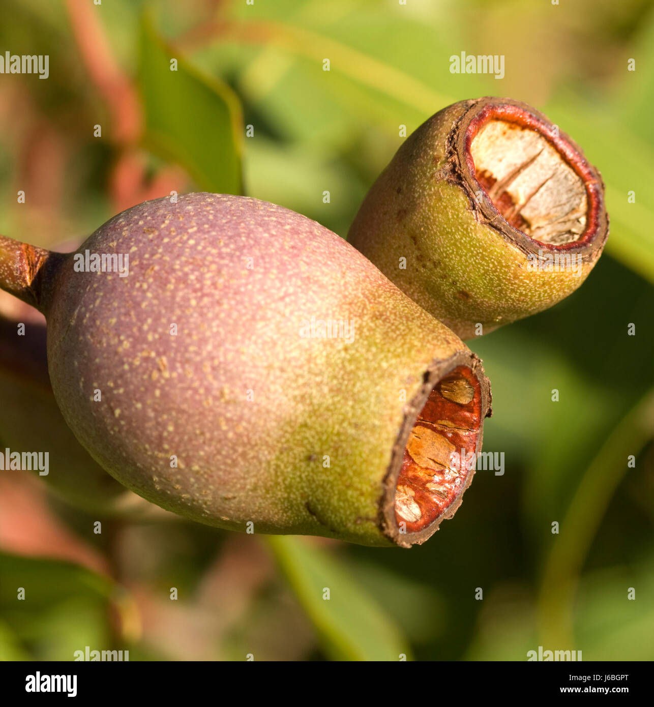 Gum tree pods hi-res stock photography and images - Alamy