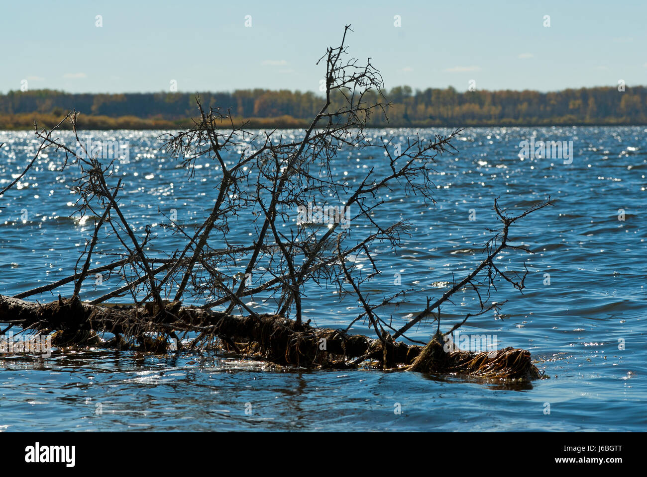 Fallen tree in Lake Audy, Riding Mountain National Park, Manitoba ...