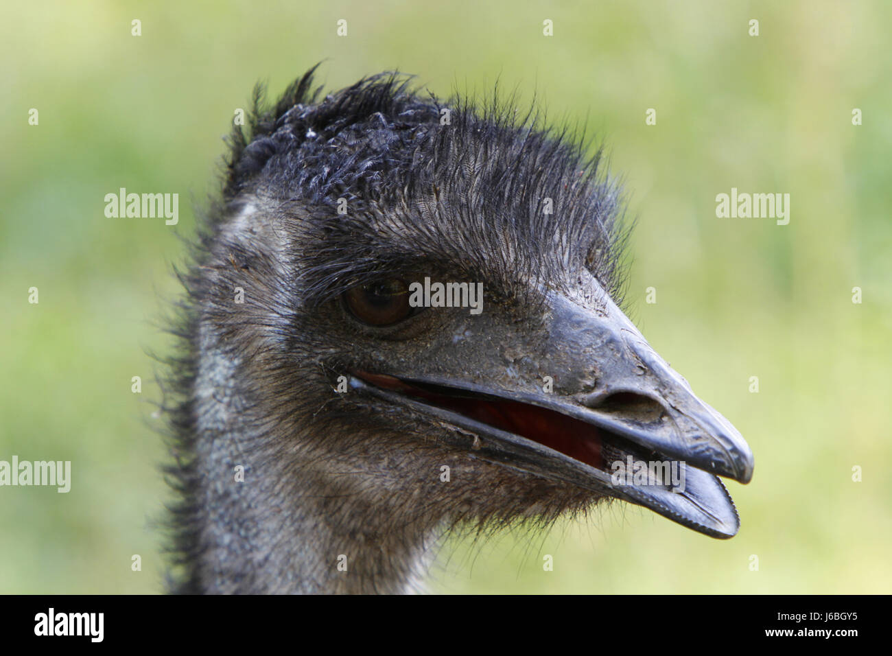 bird birds flightless bigger cursorial birds emu animal bird portrait ...