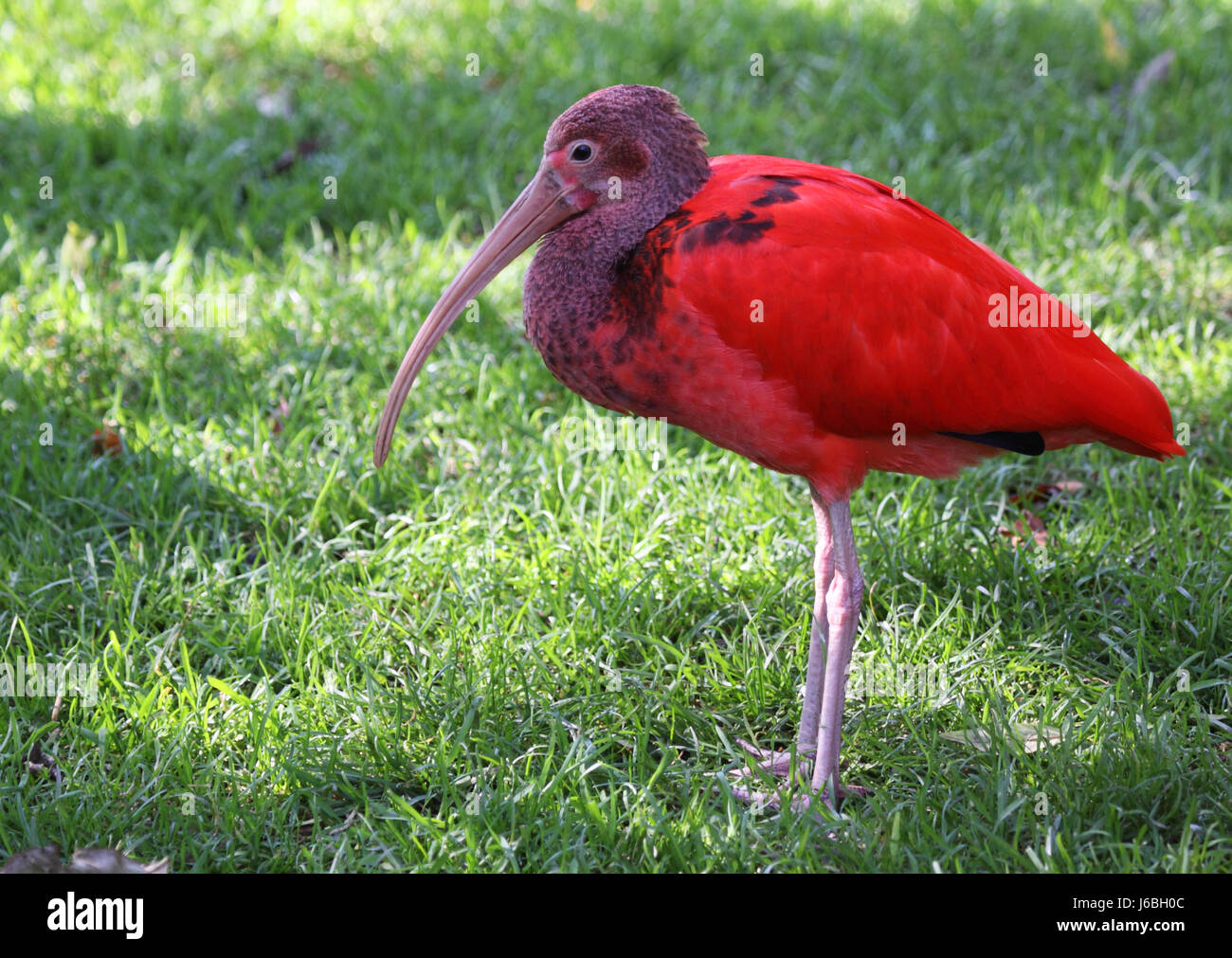 Scharlach ibis hi-res stock photography and images - Alamy