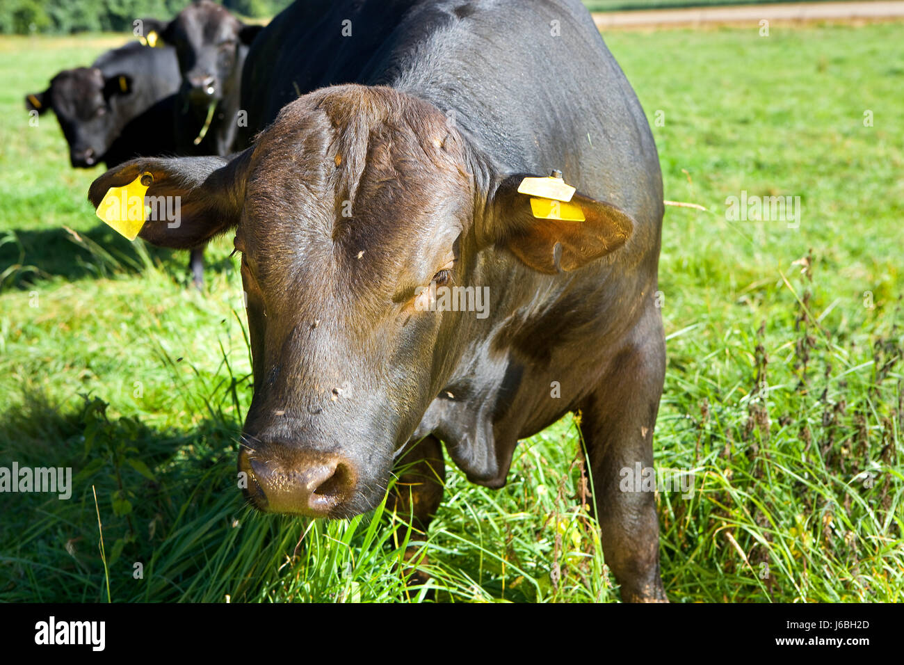 galloway bull in a meadow Stock Photo - Alamy