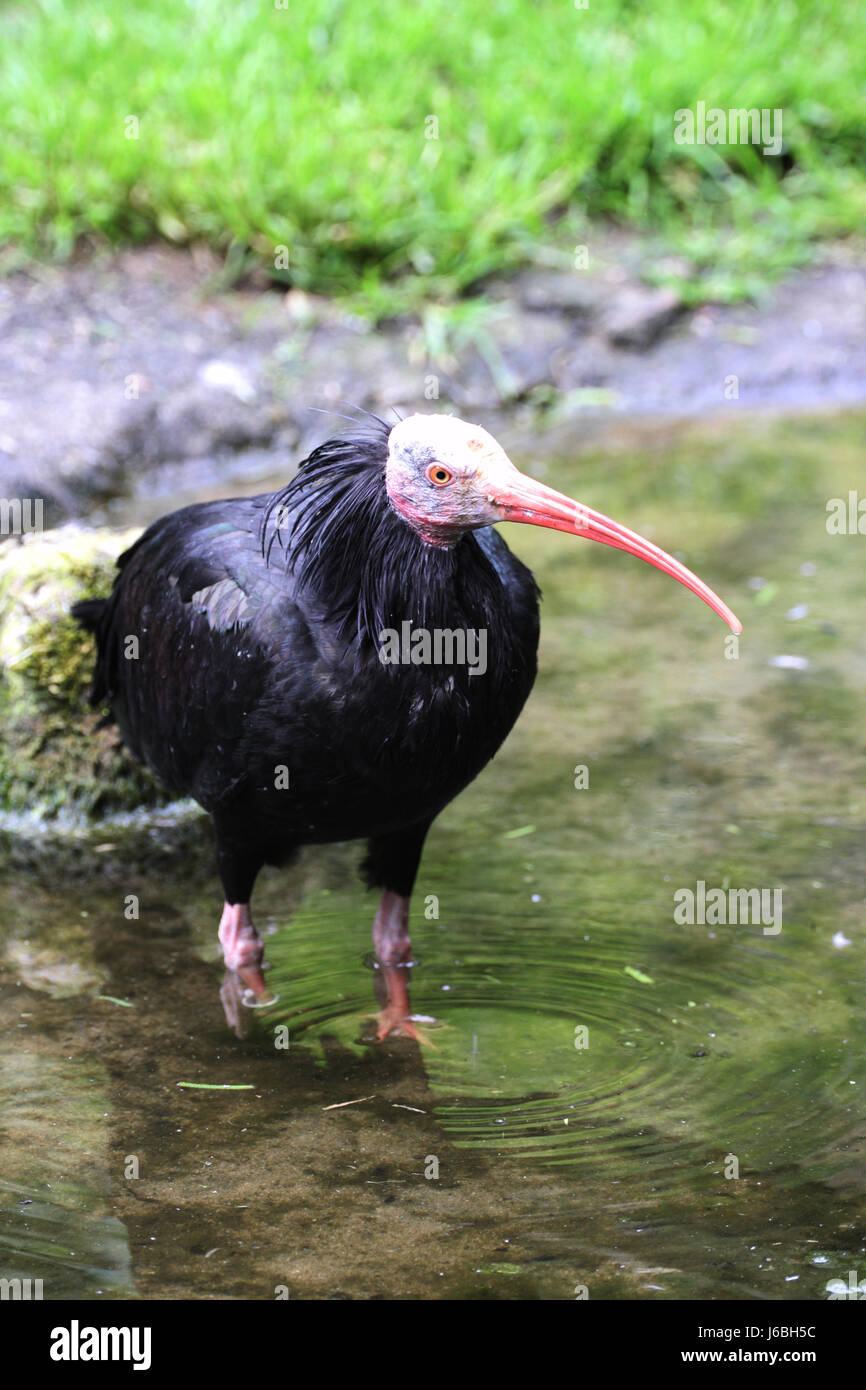 ibis animal bird birds blank european caucasian europe feathering rare ...