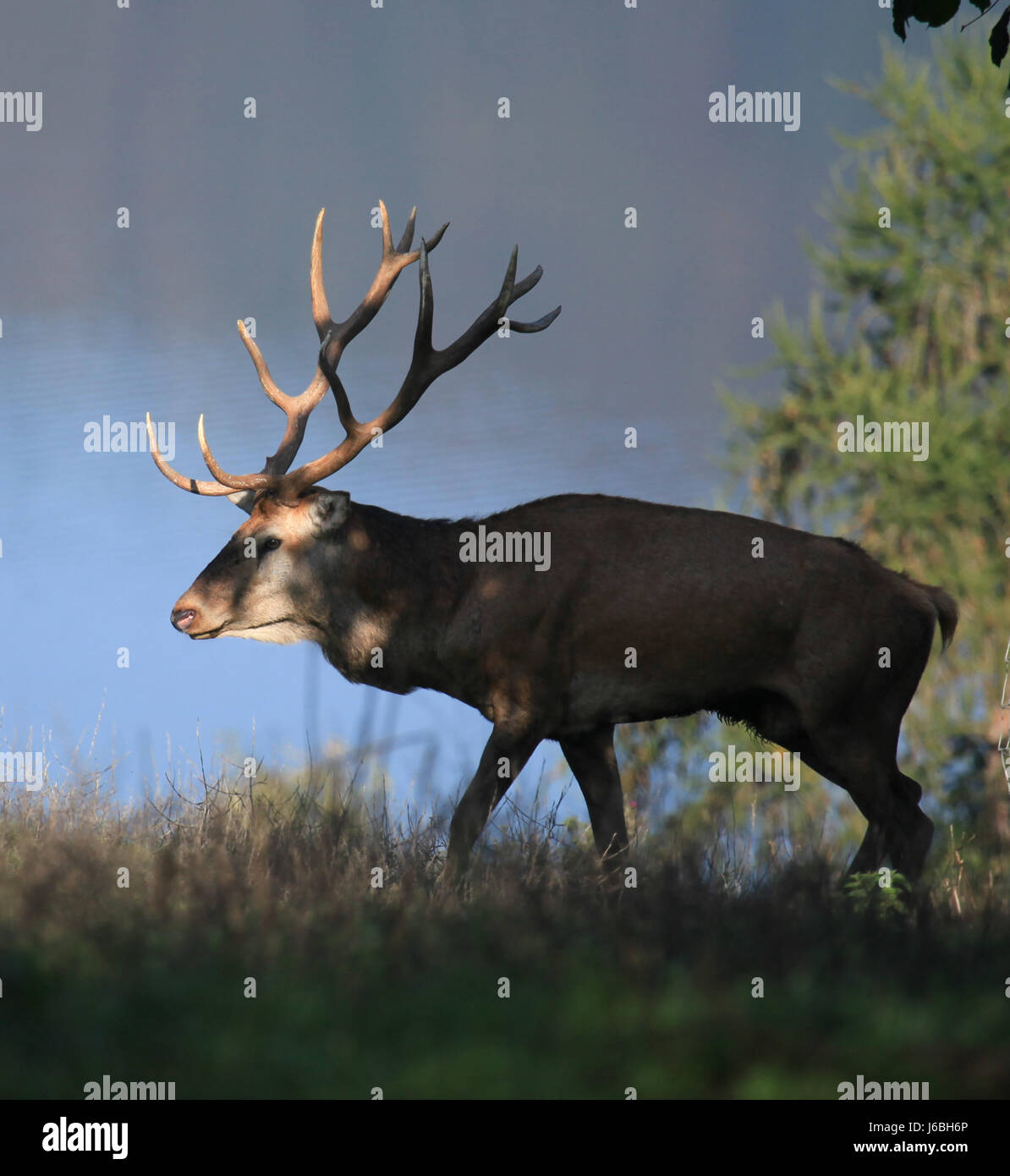wild october deer stag hart stag fall autumn wild october pack horns ...