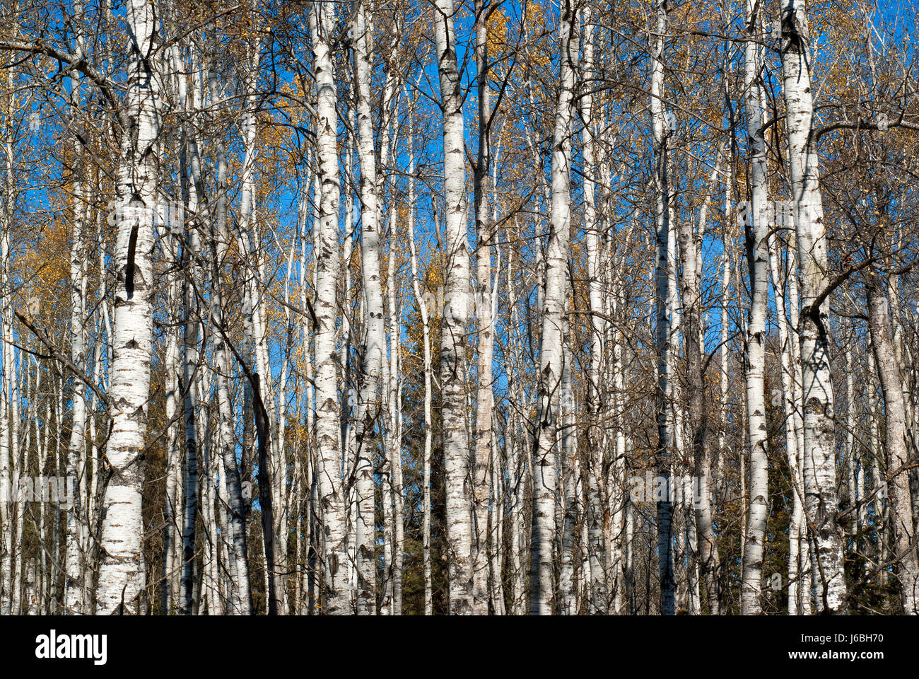 Birch trees at Riding Mountain National Park, Manitoba, Canada Stock ...