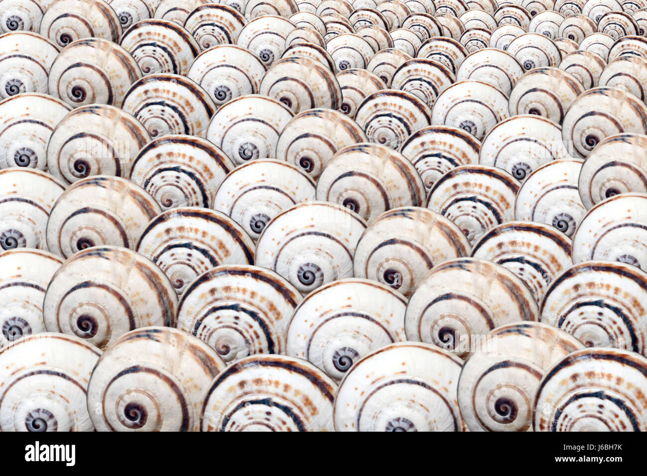 Molluscan shellfish hi-res stock photography and images - Alamy