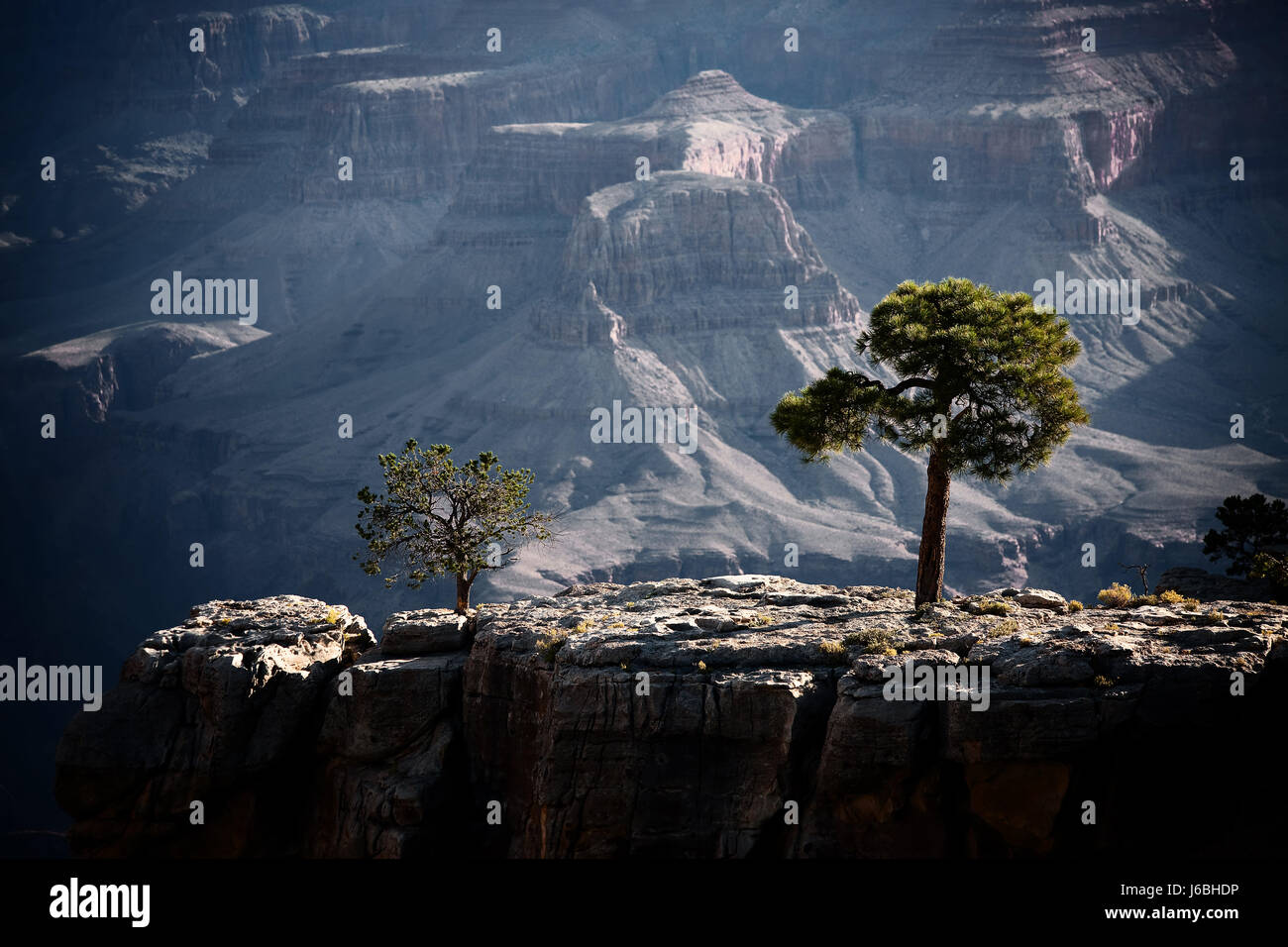 tree desert wasteland pine evergreen Canyon pinion grand magnific plant ...