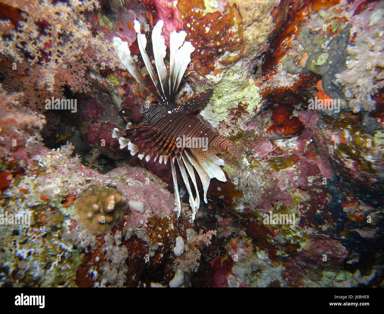 egypt dive pisces reef environment enviroment prickle egypt dive poison ...