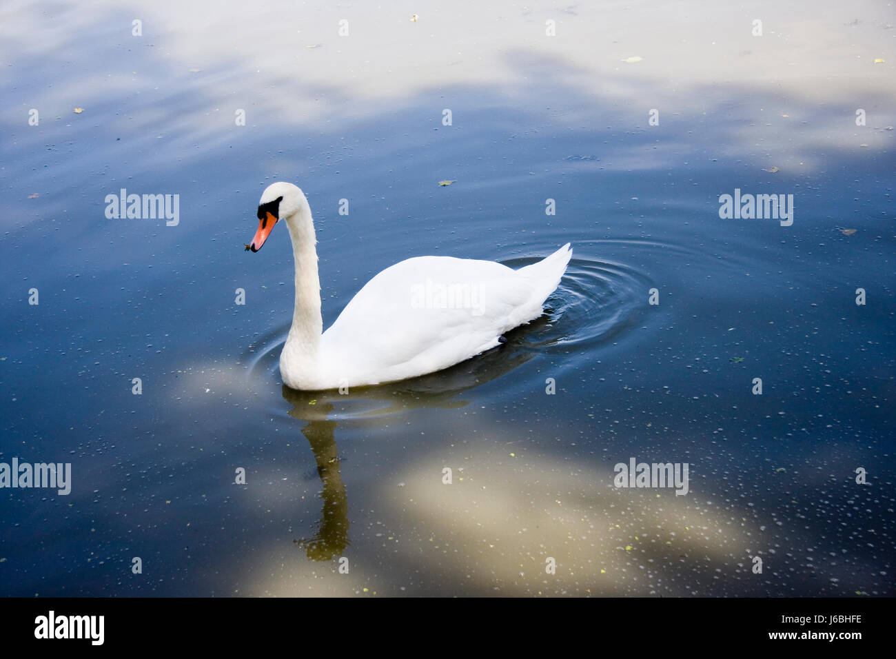 bird swan birds bird swan birds waves salt water sea ocean water water ...