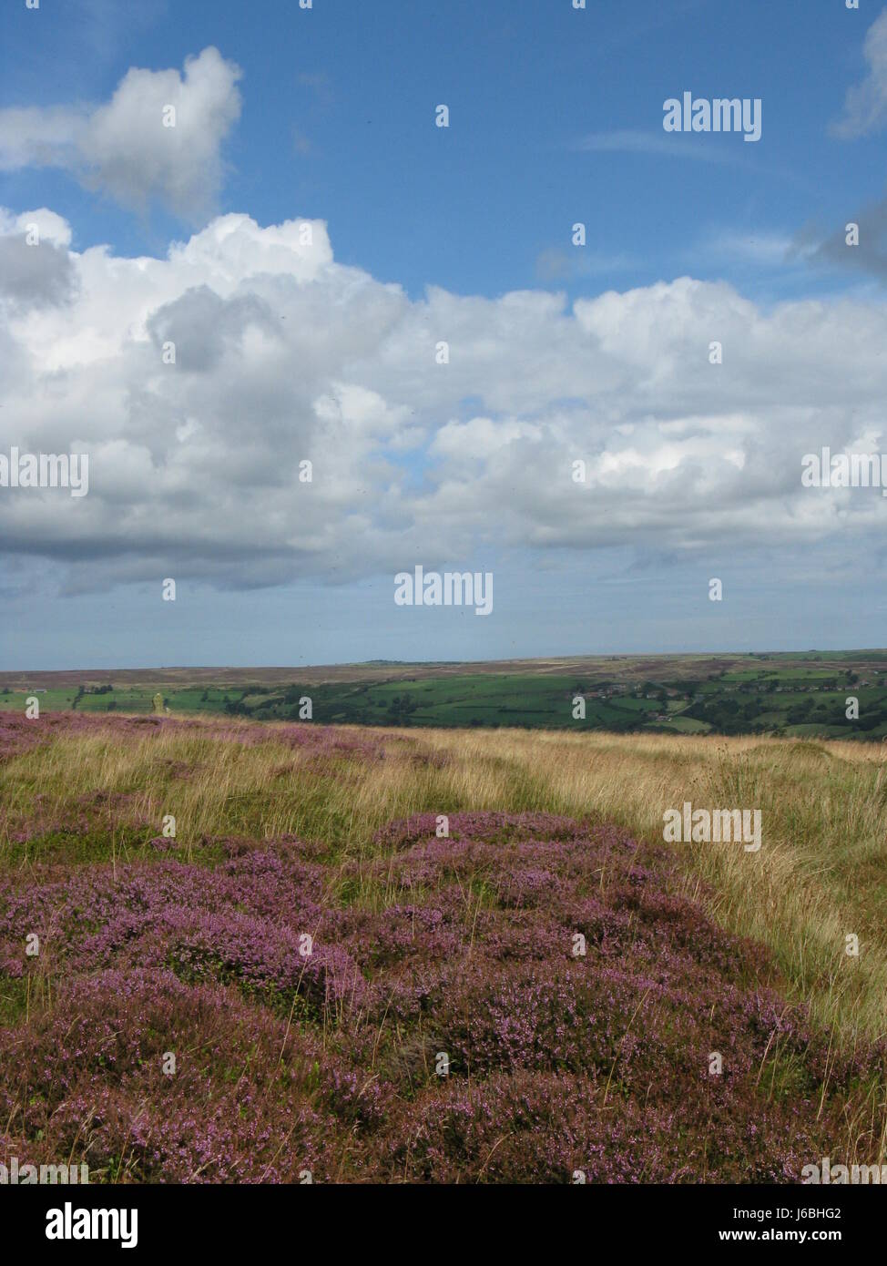 violet heath heather bloom blossom flourish flourishing tree trees hill ...