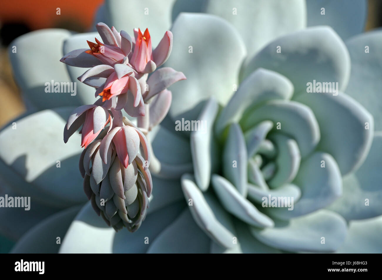 Lavi hi-res stock photography and images - Alamy