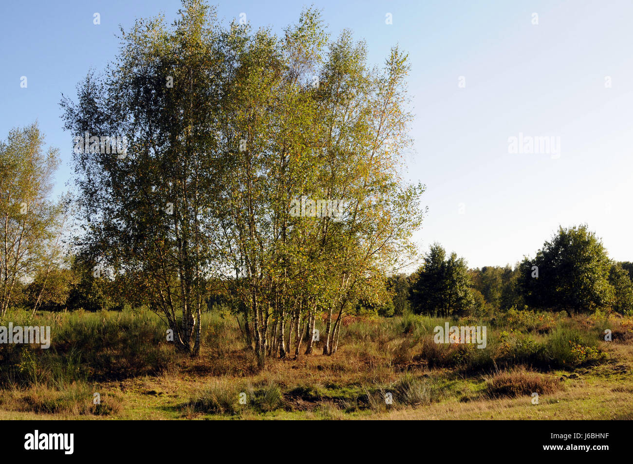 tree deciduous tree branch birch birch tree fall autumn tree trees ...
