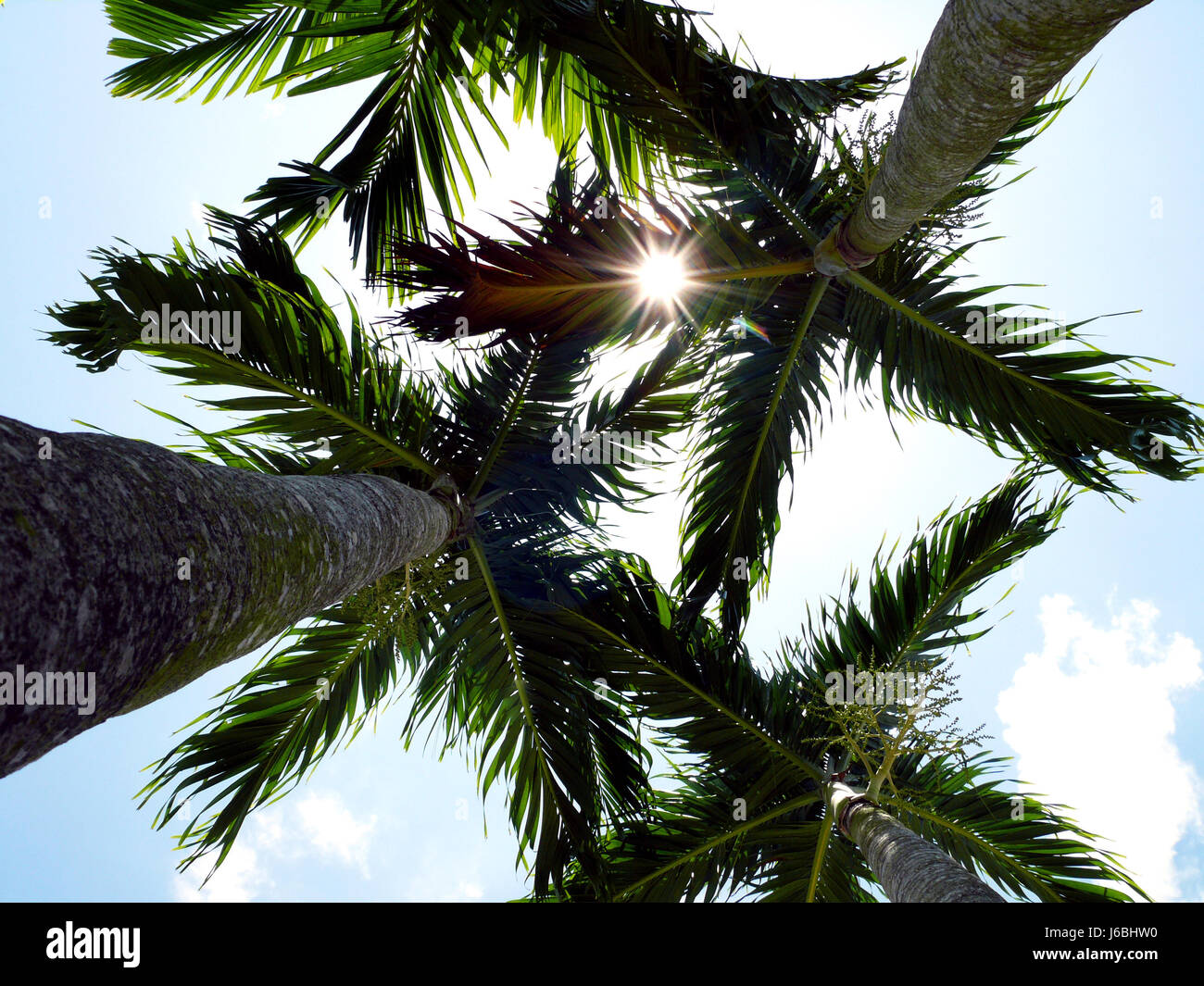 worms eye tree trees trunk leaves palms palmtrees shine shines bright ...