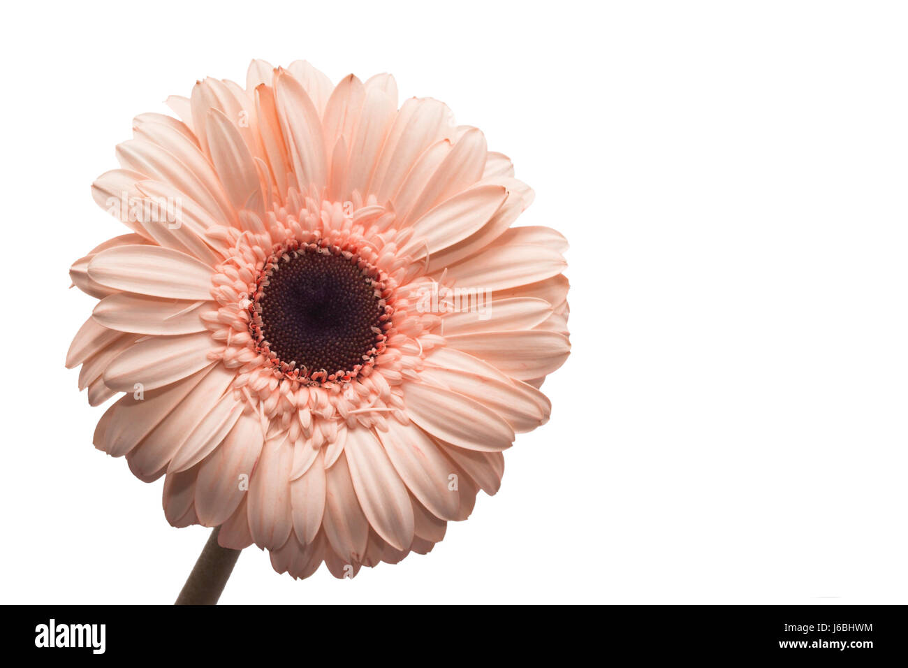 flower plant romantic spring dapper accosting pretty prettily prettier ...