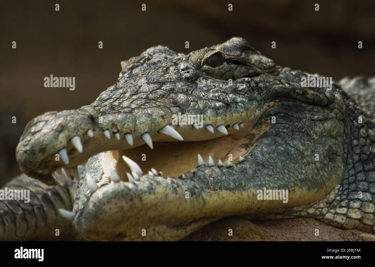 animal reptile animals crocodile scary wildlife reptiles crocodiles ...