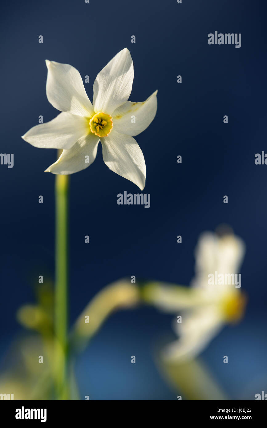 Wild Narcissus. Wild flower in is nature environment Stock Photo - Alamy