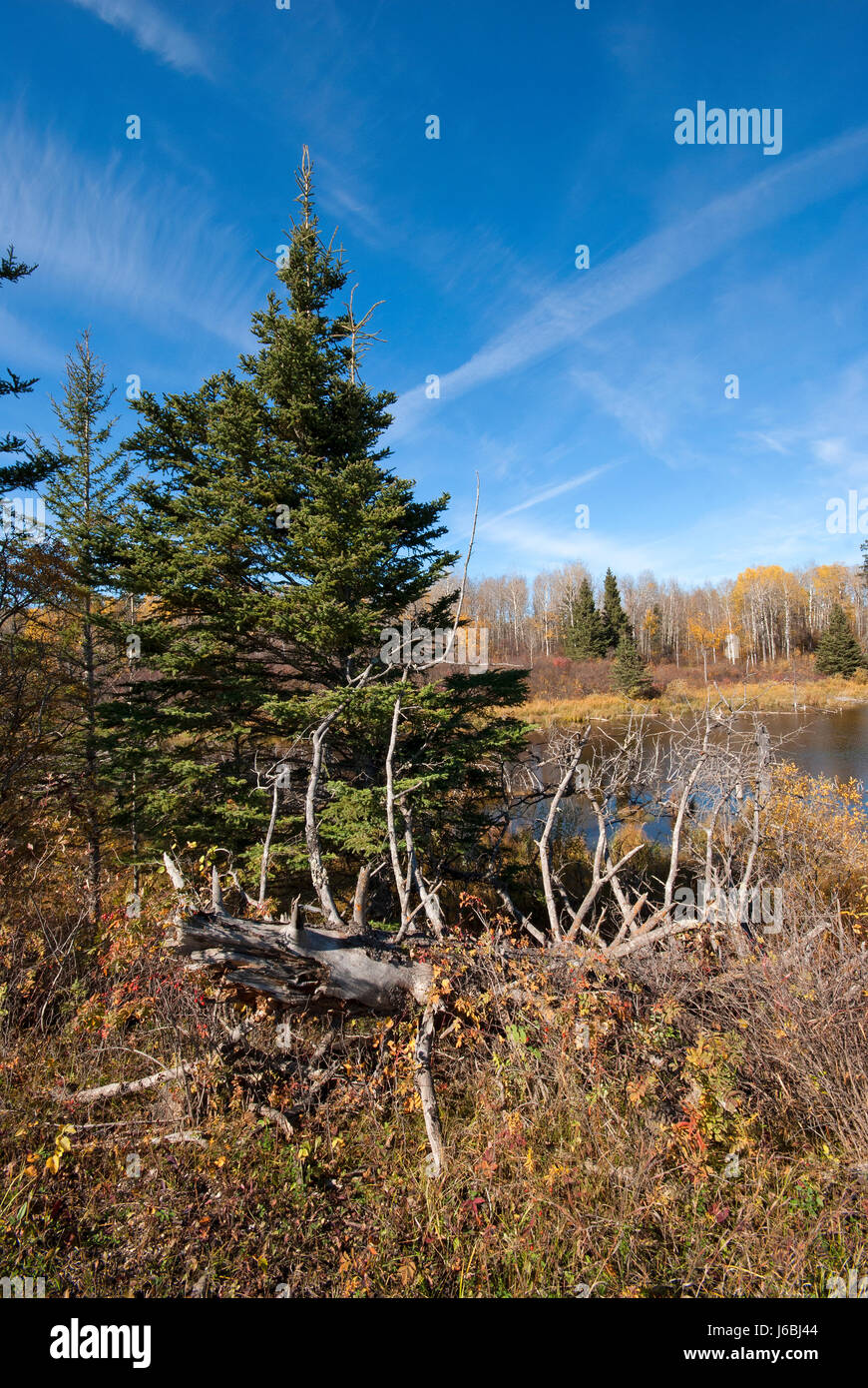 Spruce tree near a small lake, Riding Mountain National Park, Manitoba ...