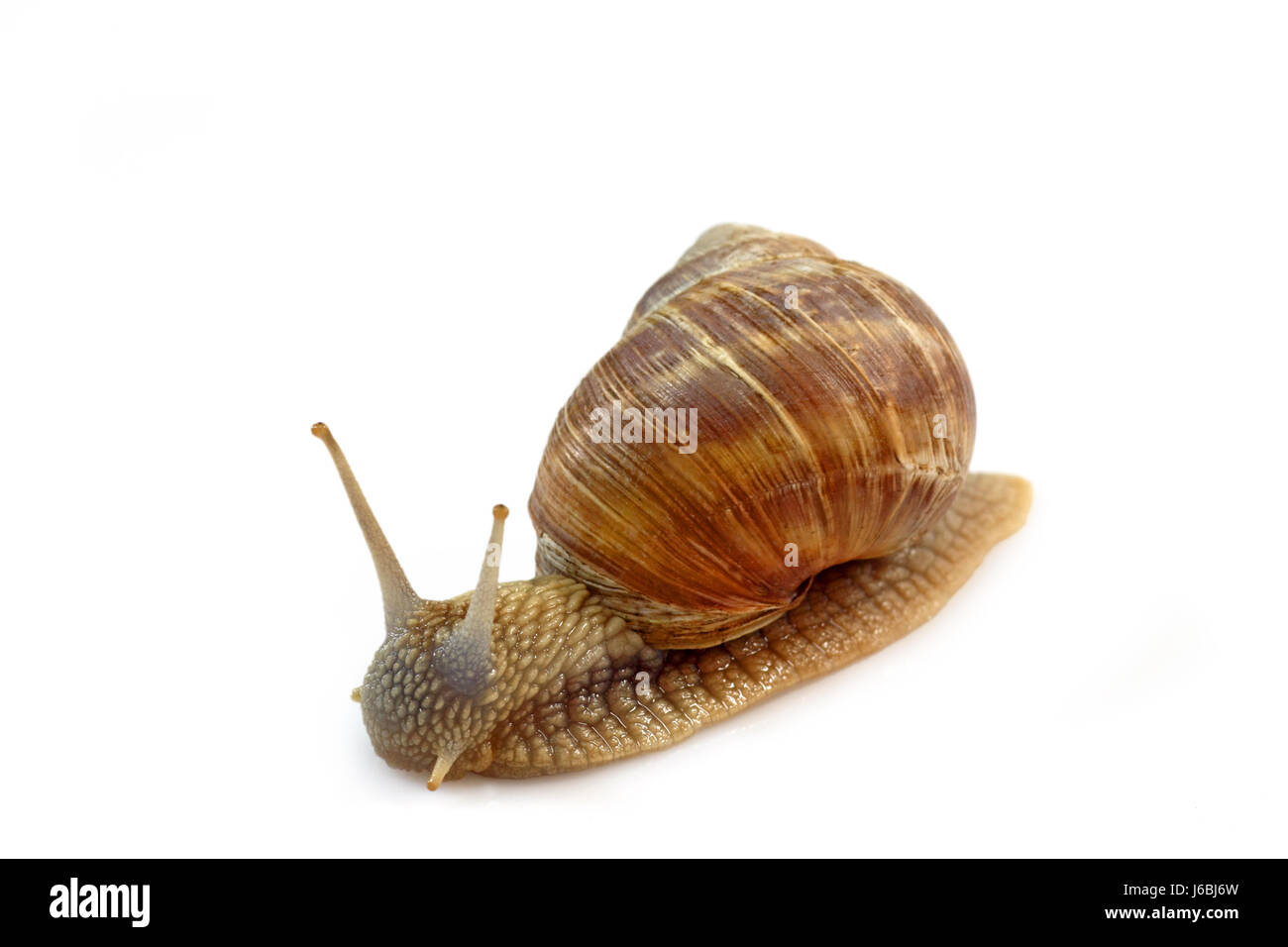 snail edible snail spineless worming snail at a crawl edible snail ...