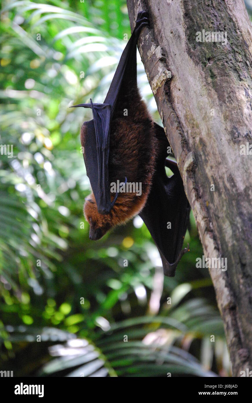 Fliegenden hi-res stock photography and images - Alamy