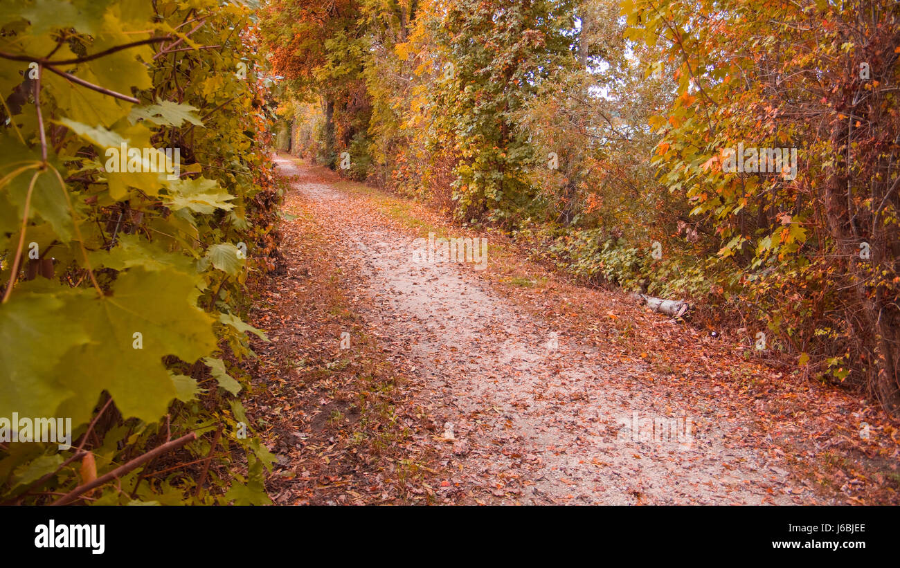 autumn colours path way fall autumn leaf tree trees green leaves botany ...