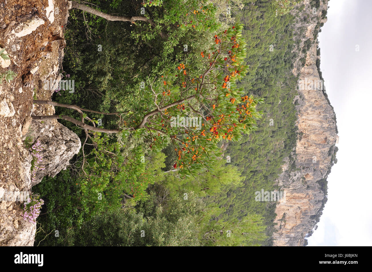 tree fruit strawberry berry arbutus tree mallorca water mediterranean ...