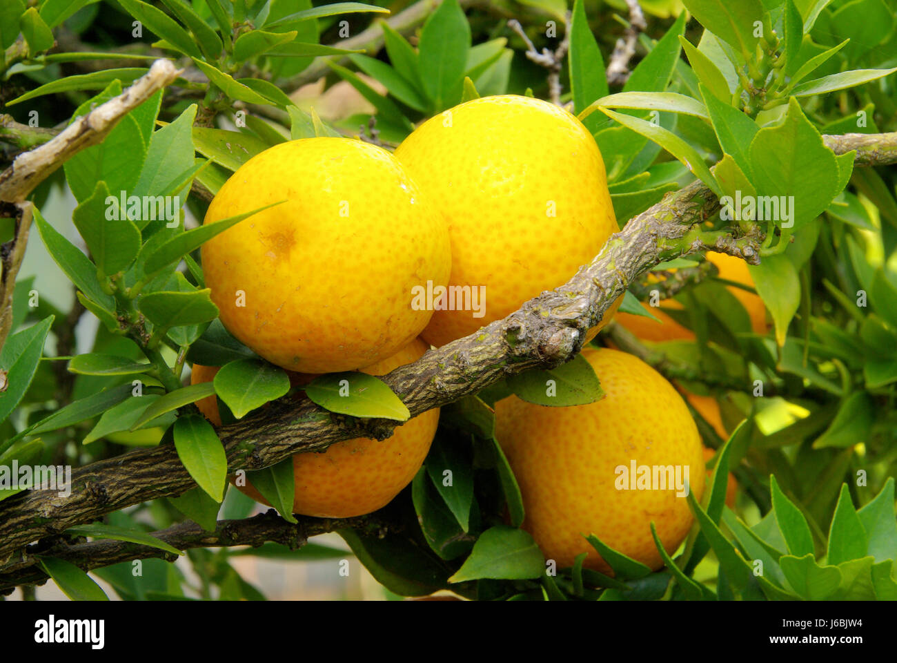 orange tree ripe fruit shrub citron tree lemon citron harvest hoarfrost ...