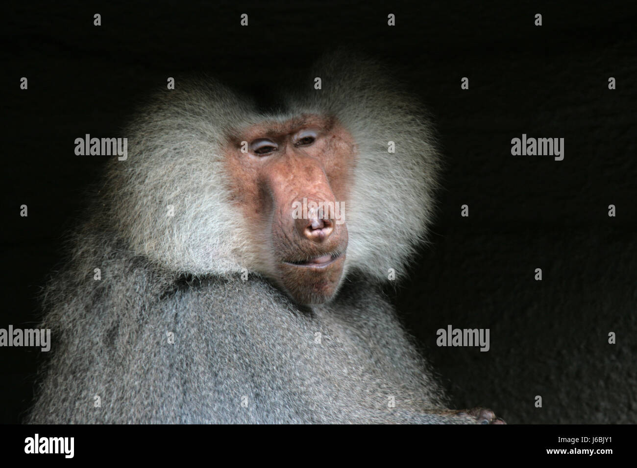 detail animal monkey baboon muzzle organ head detail animal mammal ...