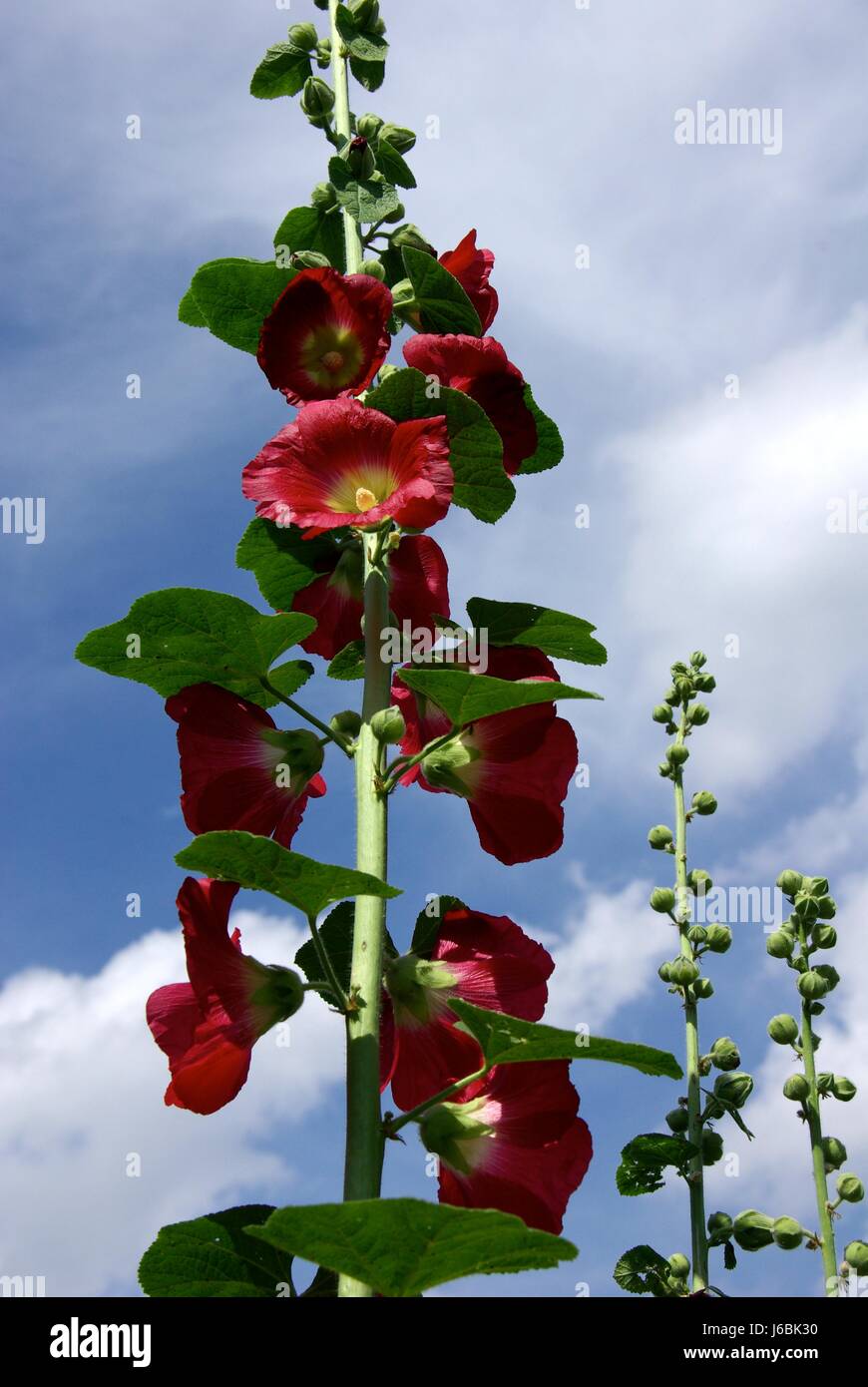 blue flower plant summer summerly firmament sky red nature garden ...