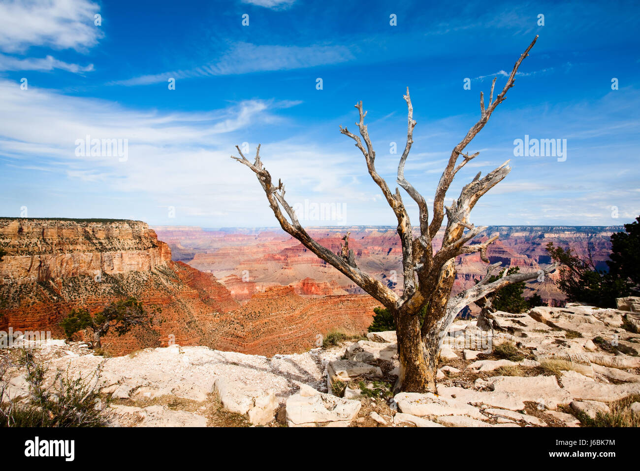 tree Canyon edge cliff grand magnific rim felly nature environment ...