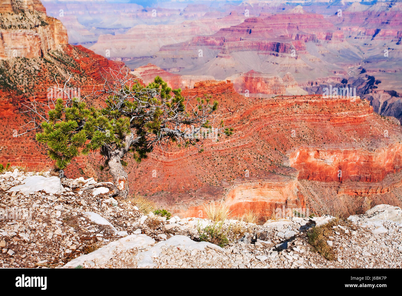 tree desert wasteland Canyon ridge rocky geology grand magnific rock ...