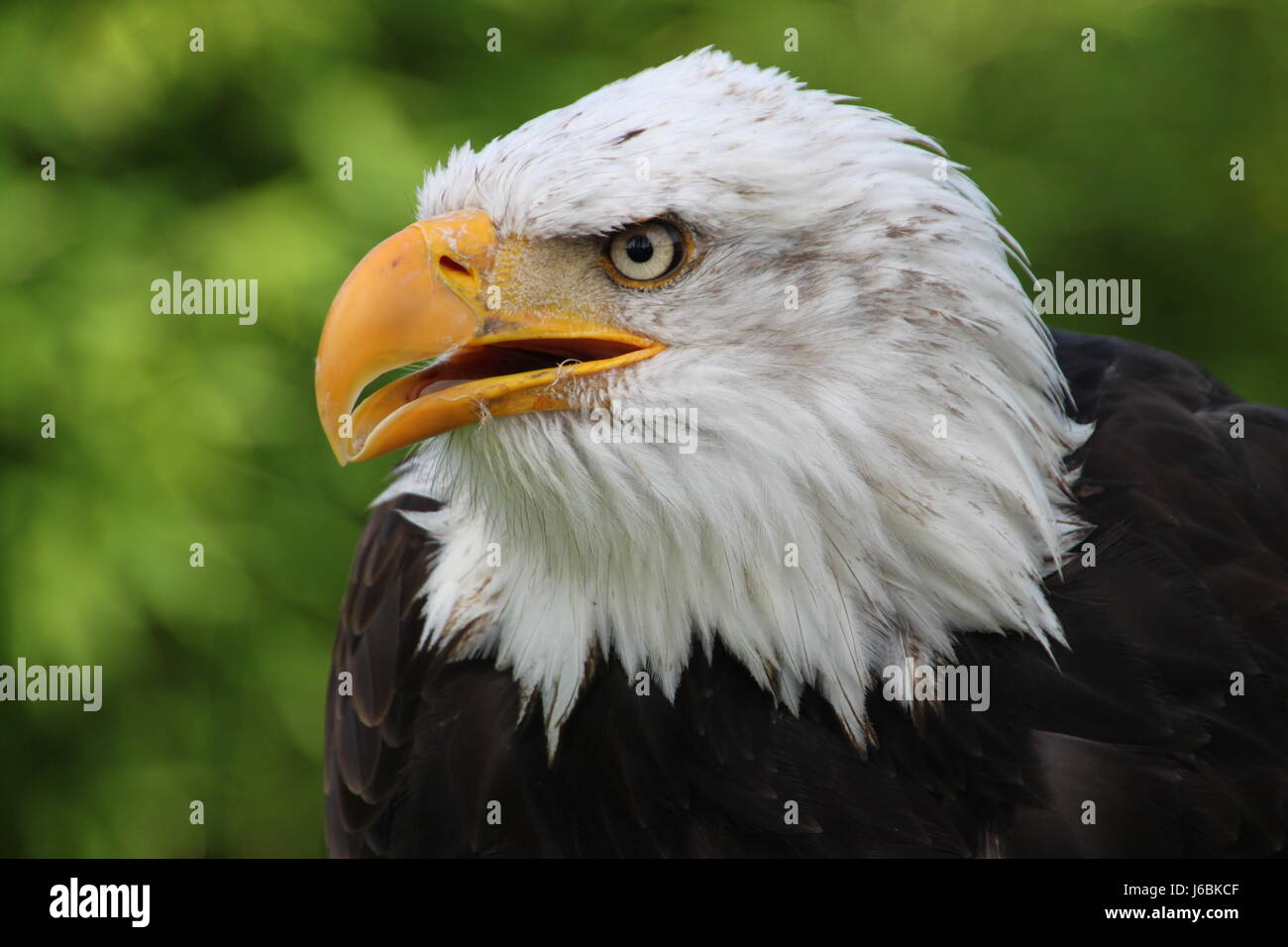 raptor bad peccant wickedly evil eagle bald eagles proud pride raptor ...
