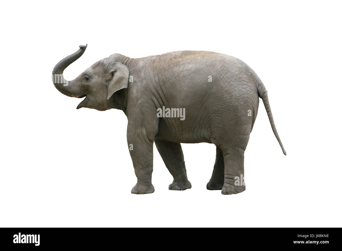 isolated africa elephant blank european caucasian elephants proboscis ...