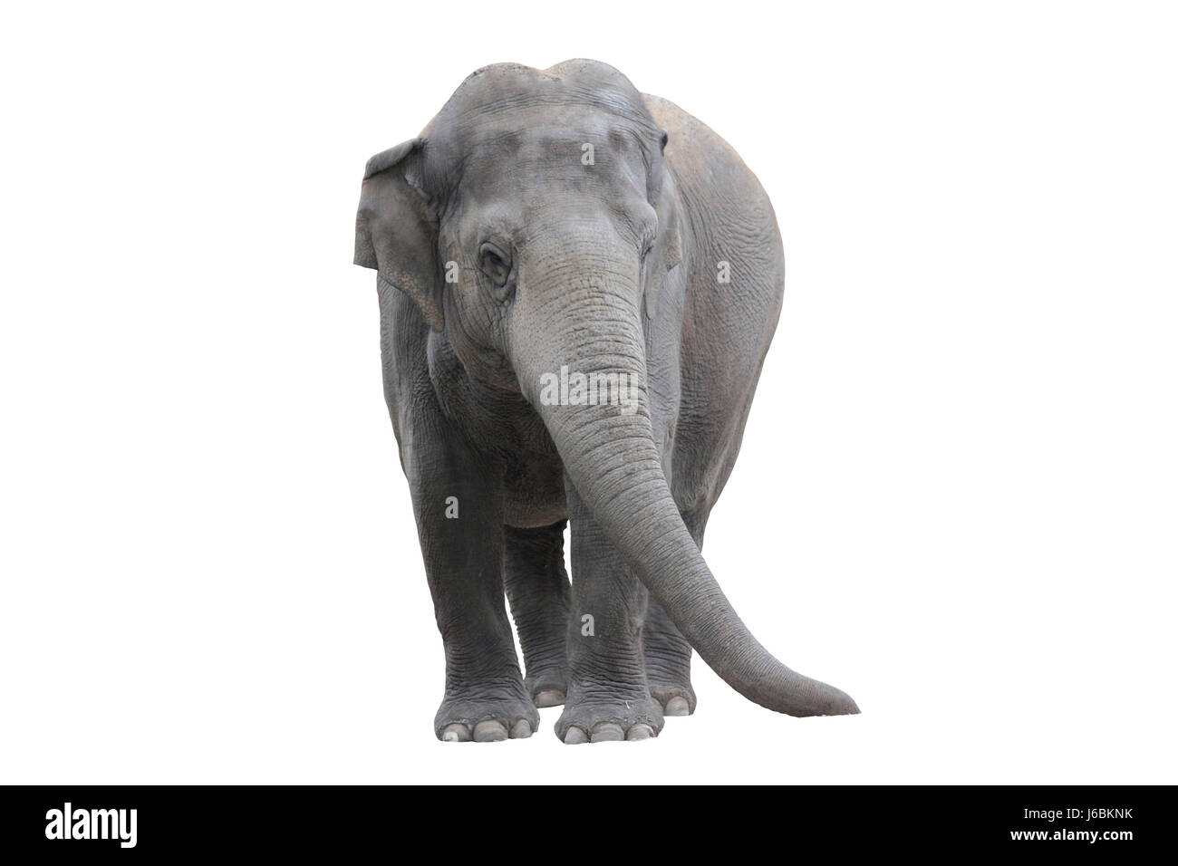 isolated africa elephant blank european caucasian elephants proboscis ...