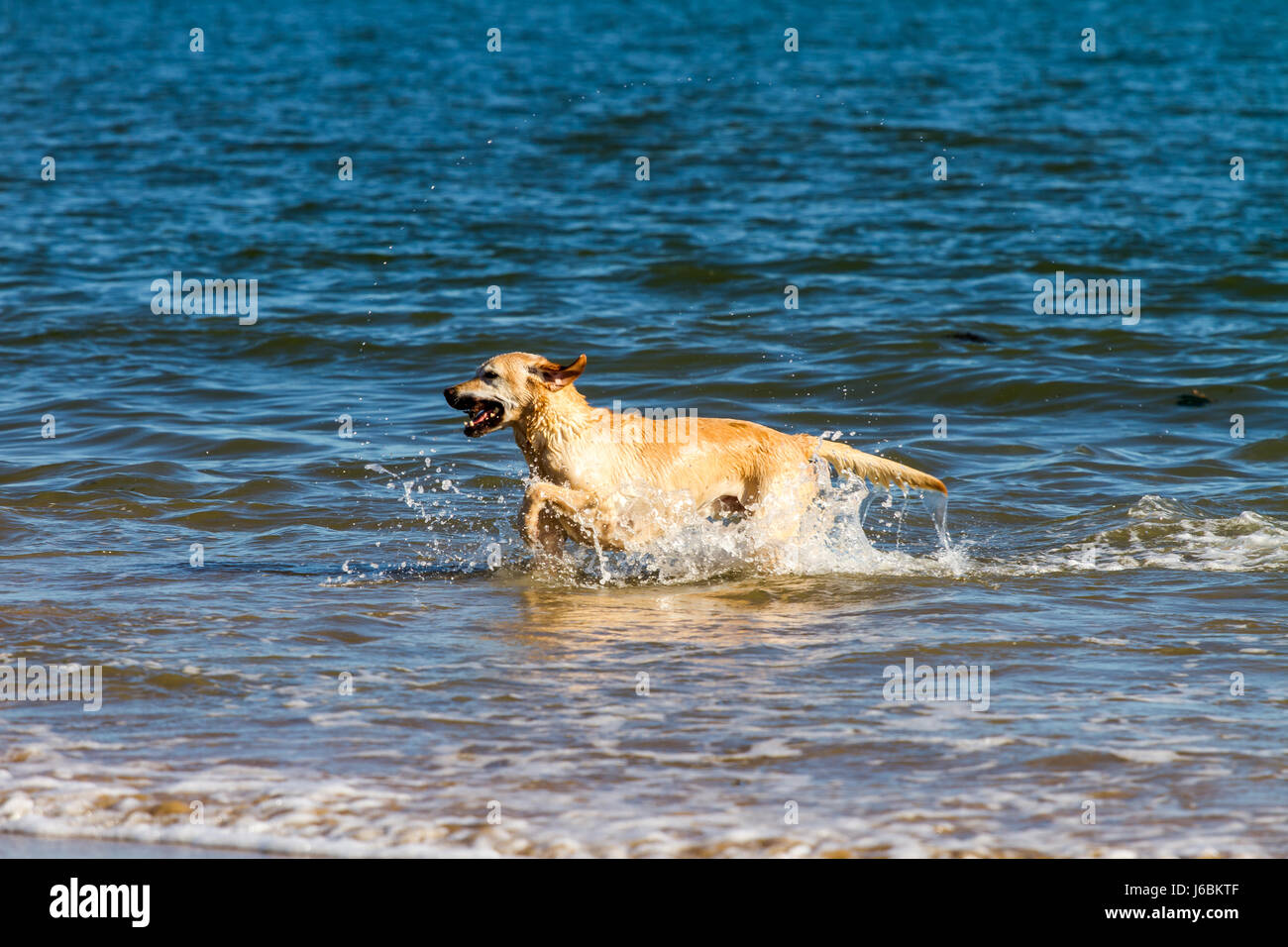 Dog playing on the sea shore - Beach of Burry Port, Wales, Great ...