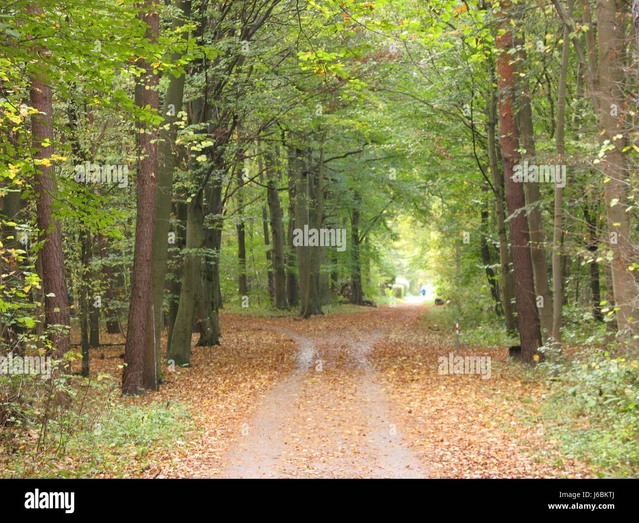 tree trees woods ways path way forest fall autumn tree trees woods ways ...
