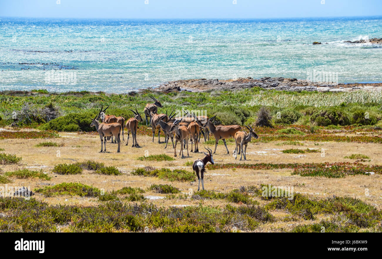 A herd of Eland and Bontebok next to the ocean in Southern Africa Stock ...