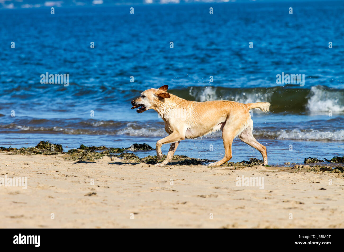 Dog playing on the sea shore - Beach of Burry Port, Wales, Great ...