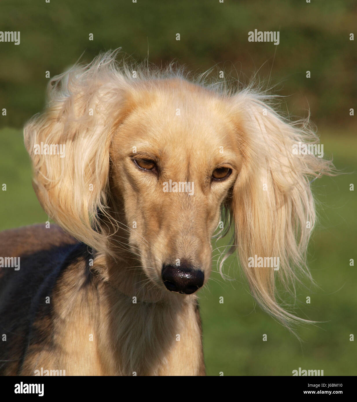 profile portrait look glancing see view looking peeking looking at dog ...