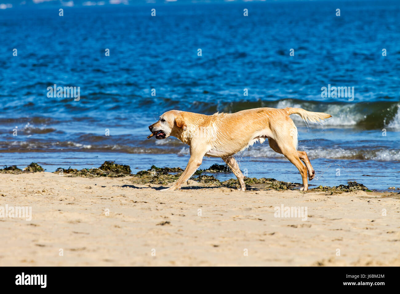 Dog playing on the sea shore - Beach of Burry Port, Wales, Great ...