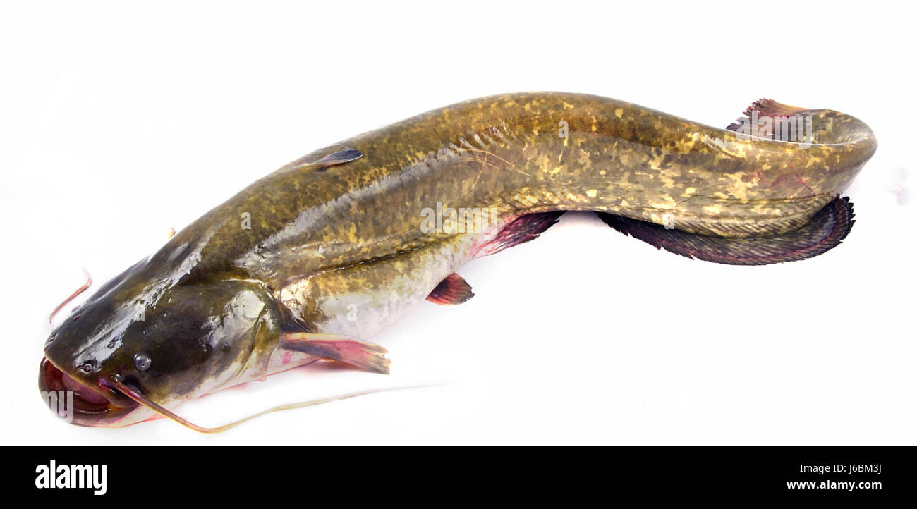 big large enormous extreme powerful imposing immense relevant fish ...