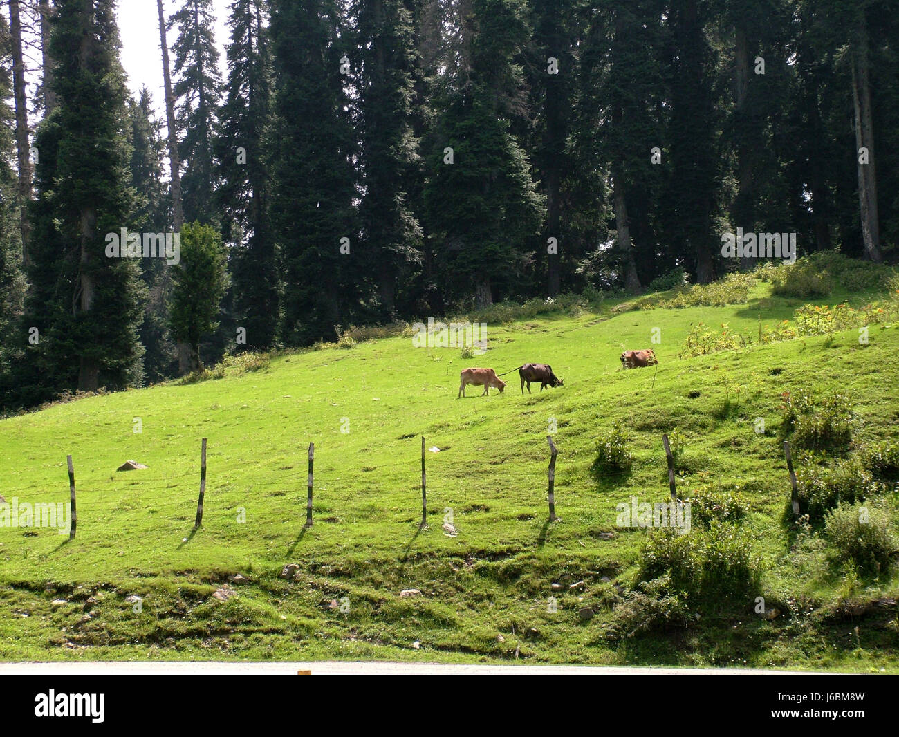 Cows Paddy, Gulmarg Tourism And Travel, Summer beauty of Gulmarg ...