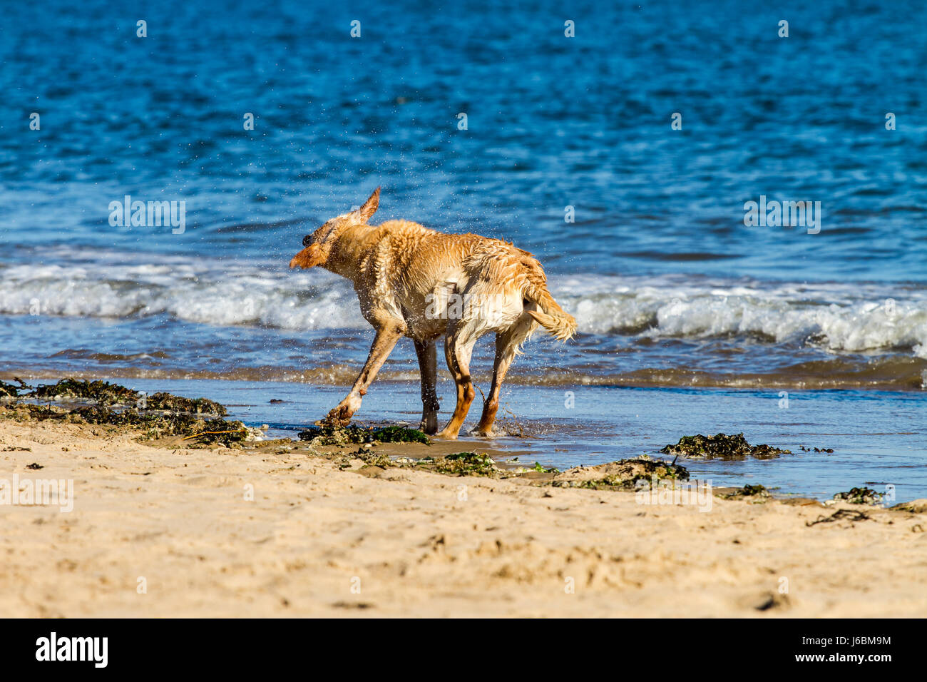 Dog playing on the sea shore - Beach of Burry Port, Wales, Great ...