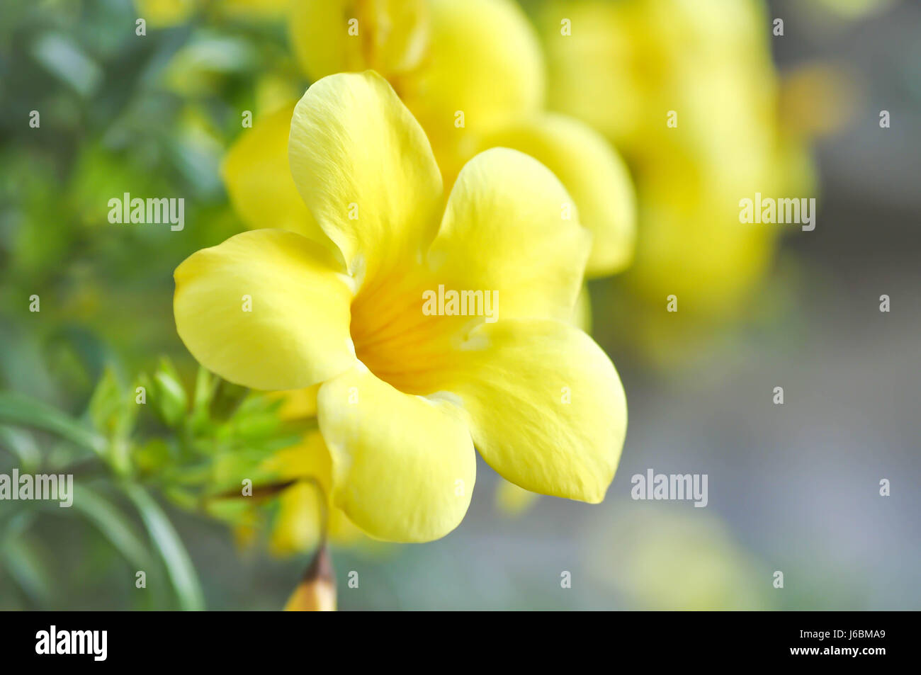 Allamanda flower hi-res stock photography and images - Alamy
