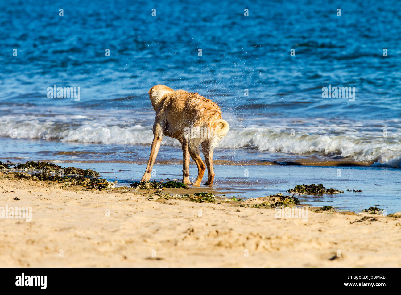Dog playing on the sea shore - Beach of Burry Port, Wales, Great ...
