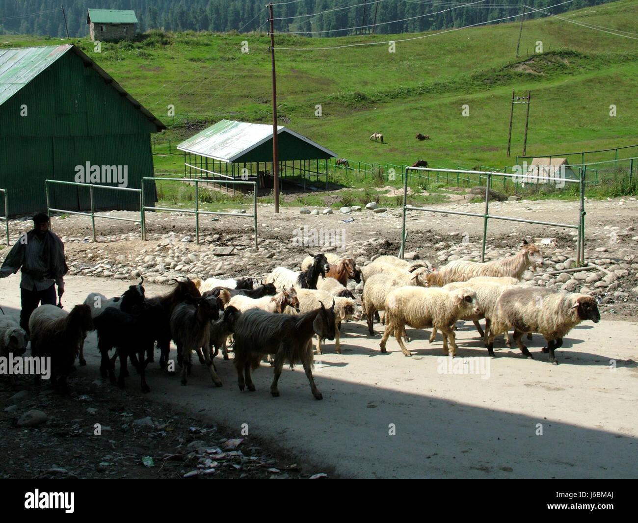 Sheep in gulmarg hi-res stock photography and images - Alamy
