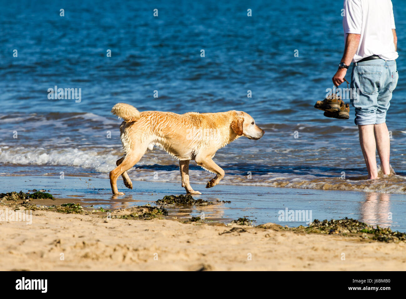 Dog playing on the sea shore - Beach of Burry Port, Wales, Great ...