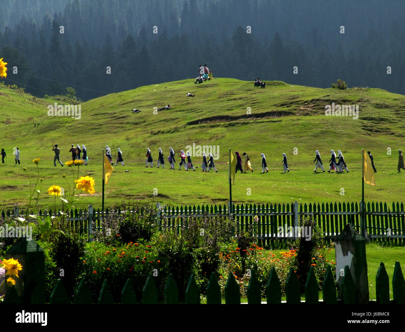 Flower Garden, Gulmarg Tourism And Travel, Summer beauty of Gulmarg ...