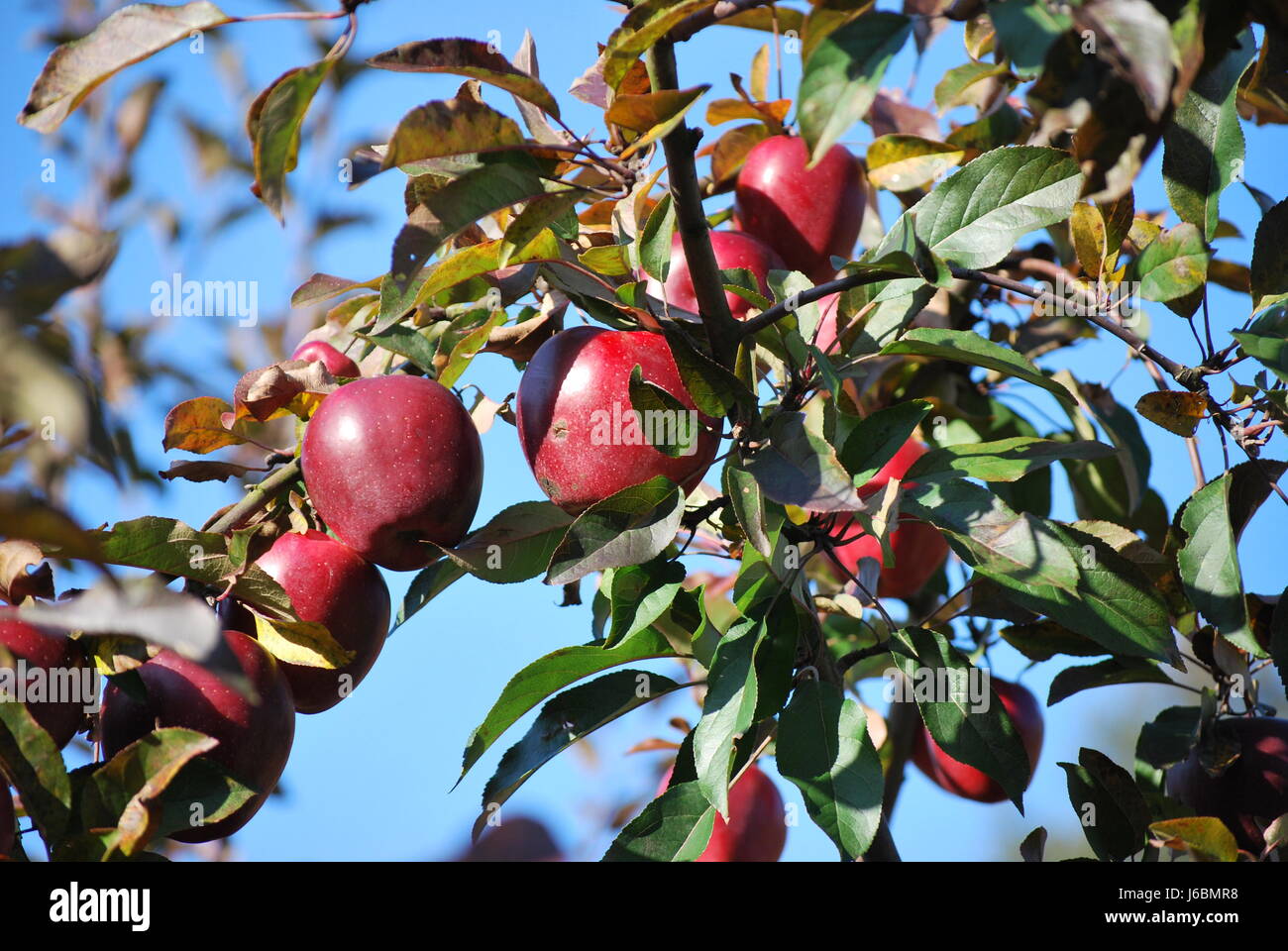 Red jonathan apples hi-res stock photography and images - Alamy