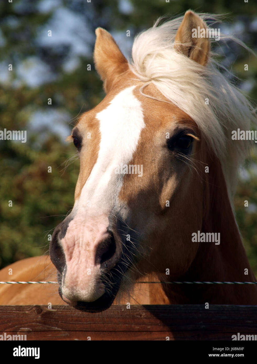 profile portrait horse stallion gelding tuft mane firmament sky ride ...